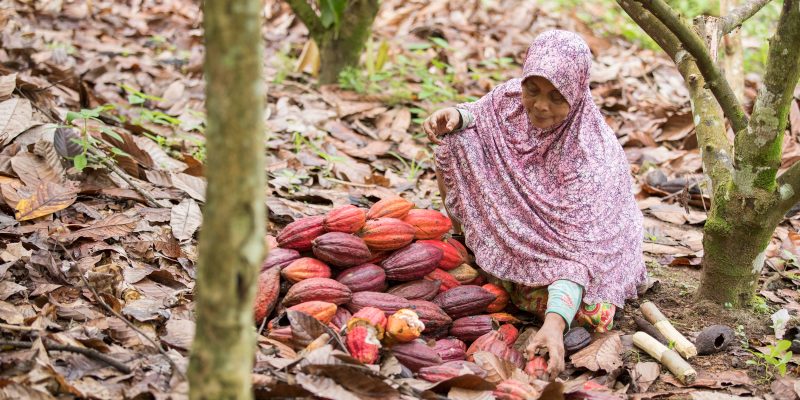 Promoting Sustainable Cocoa Production in Indonesia | Millennium ...